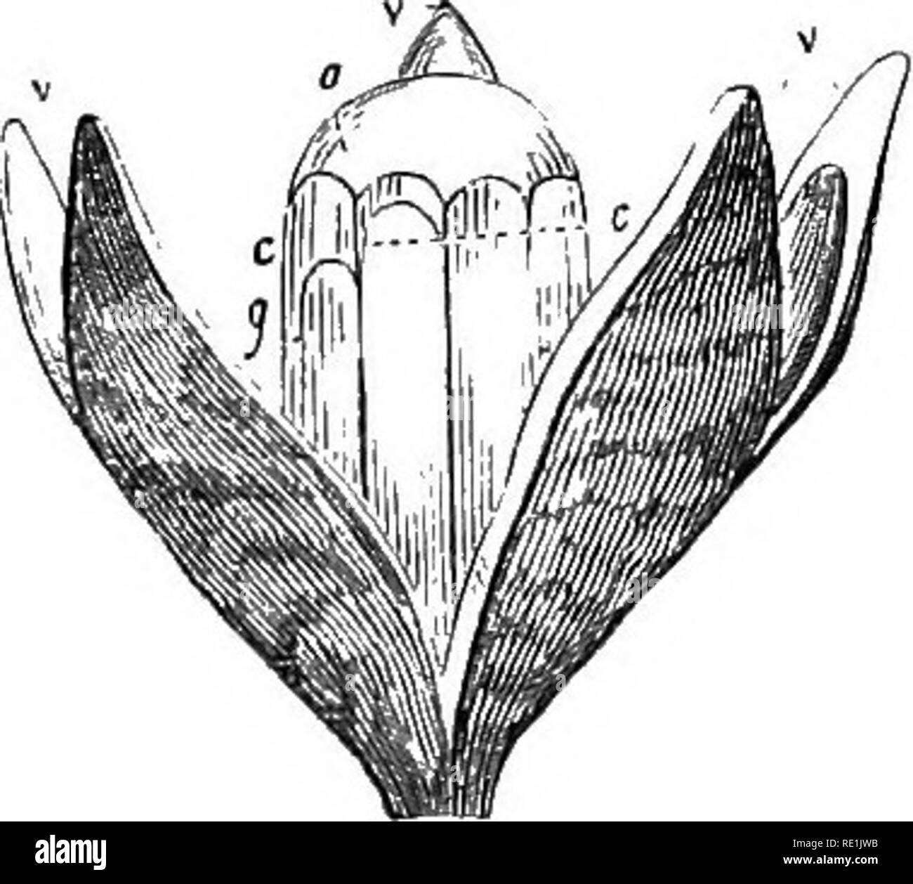 . A manual of botany. Botany. MORPHOLOGY OF THE FEUIT' AND SEED 243 ...