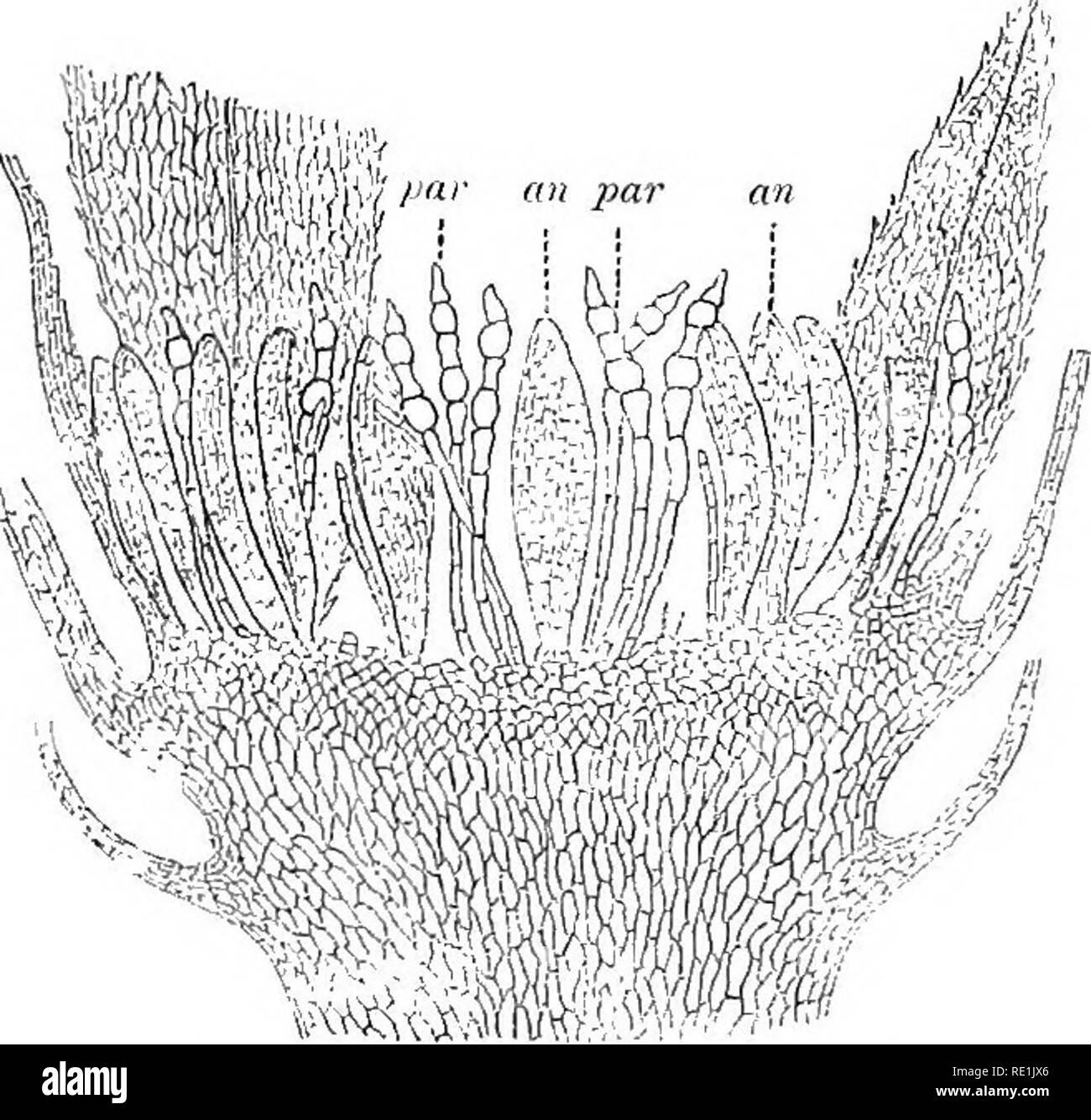 Mnium Archegonium Of Slide