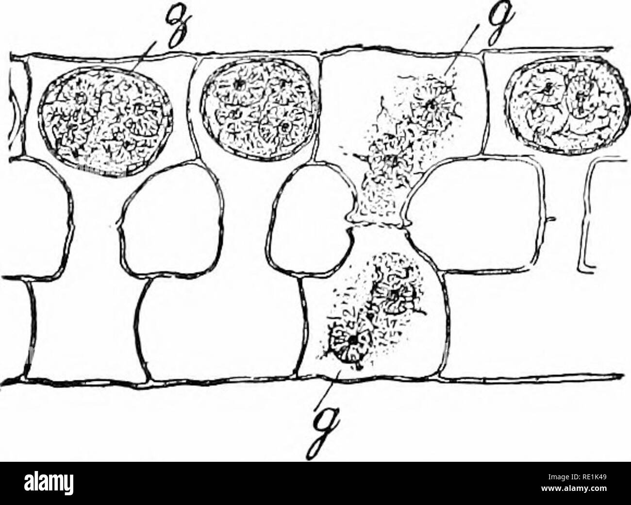 Spore producing organs hi-res stock photography and images - Alamy