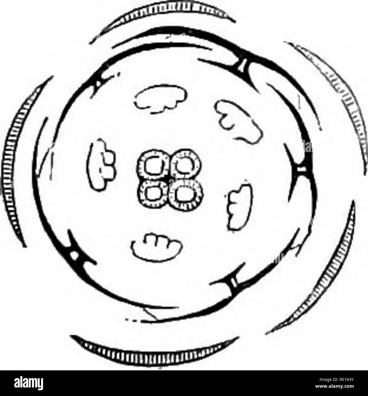 . A manual of botany. Botany. DICOTYLEDONES—COEOLLIFLOBJi 389 corolla ...