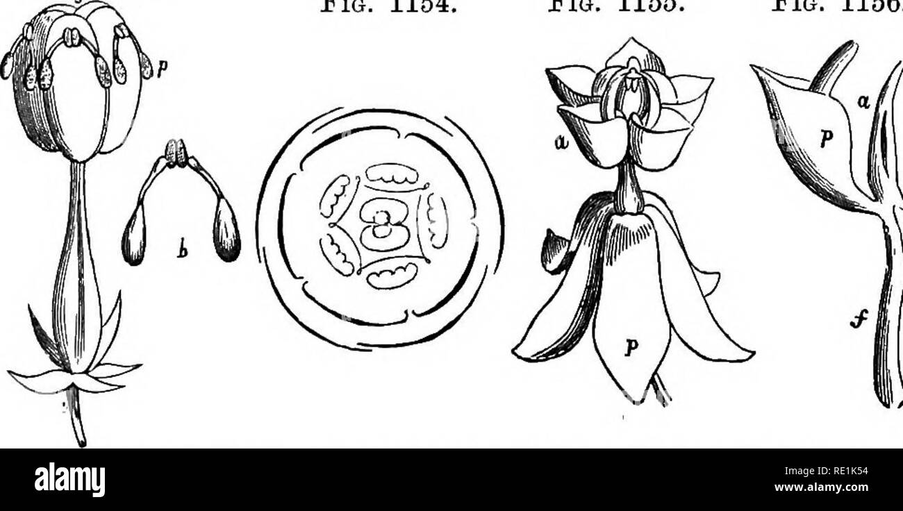 Stigma lobe Black and White Stock Photos & Images - Alamy