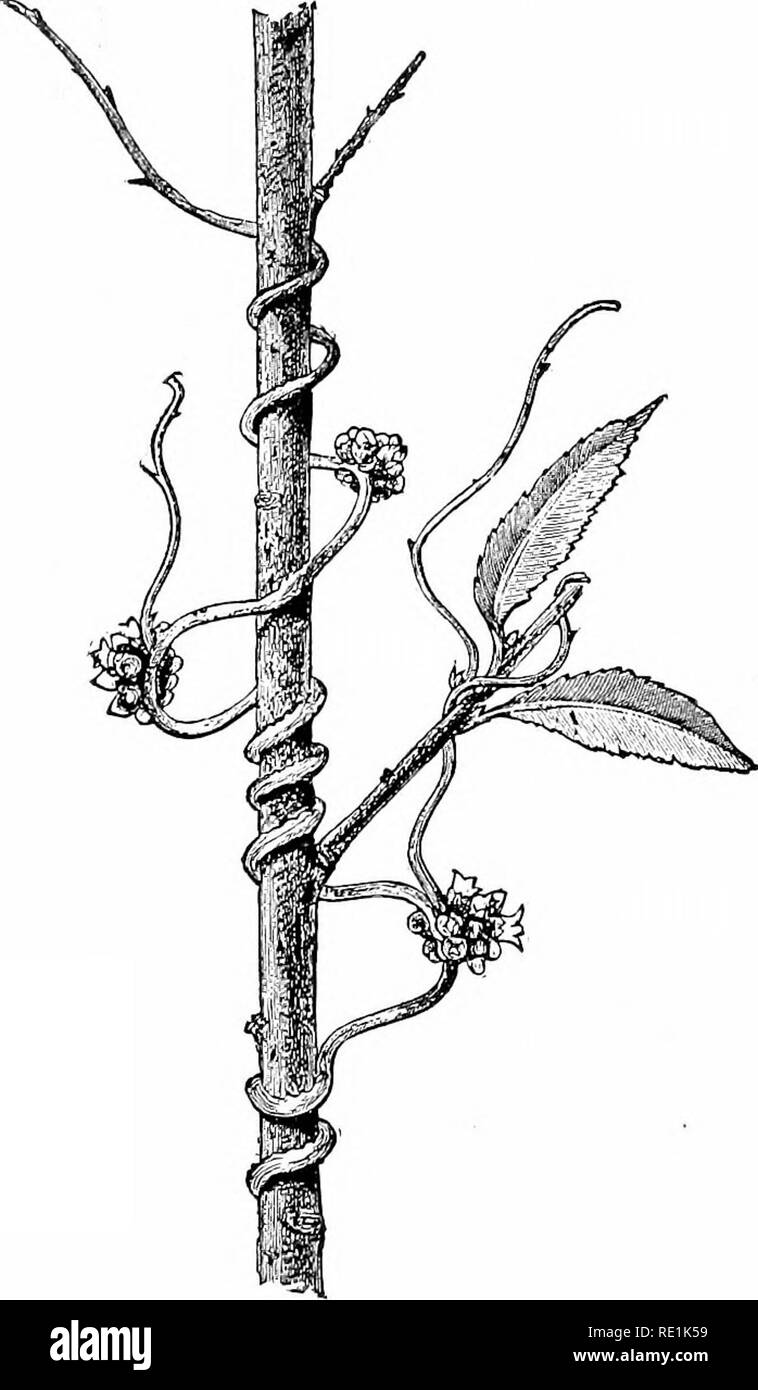 Wide spreading tree roots hi-res stock photography and images - Alamy