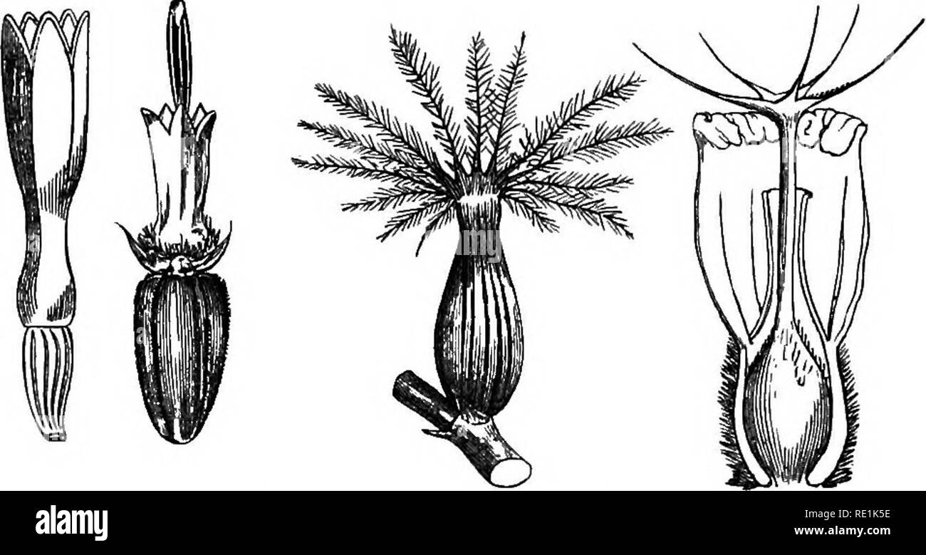 Gamosepalous High Resolution Stock Photography and Images - Alamy