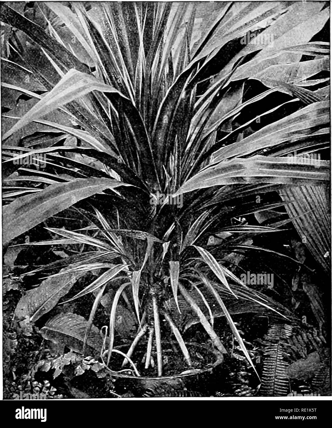 Buttressed tree roots hi-res stock photography and images - Alamy