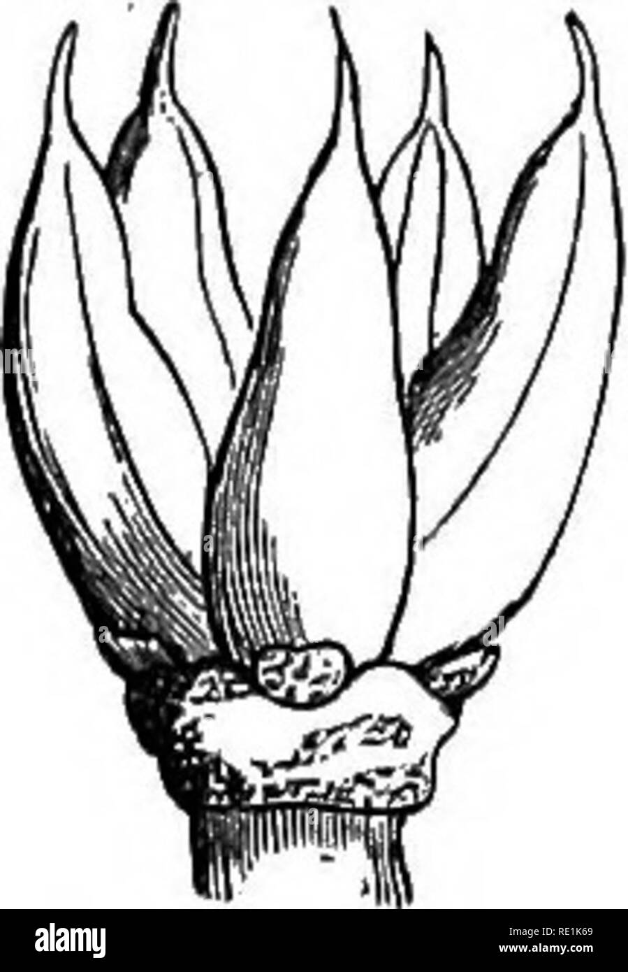 Gynoecium Black and White Stock Photos & Images - Alamy