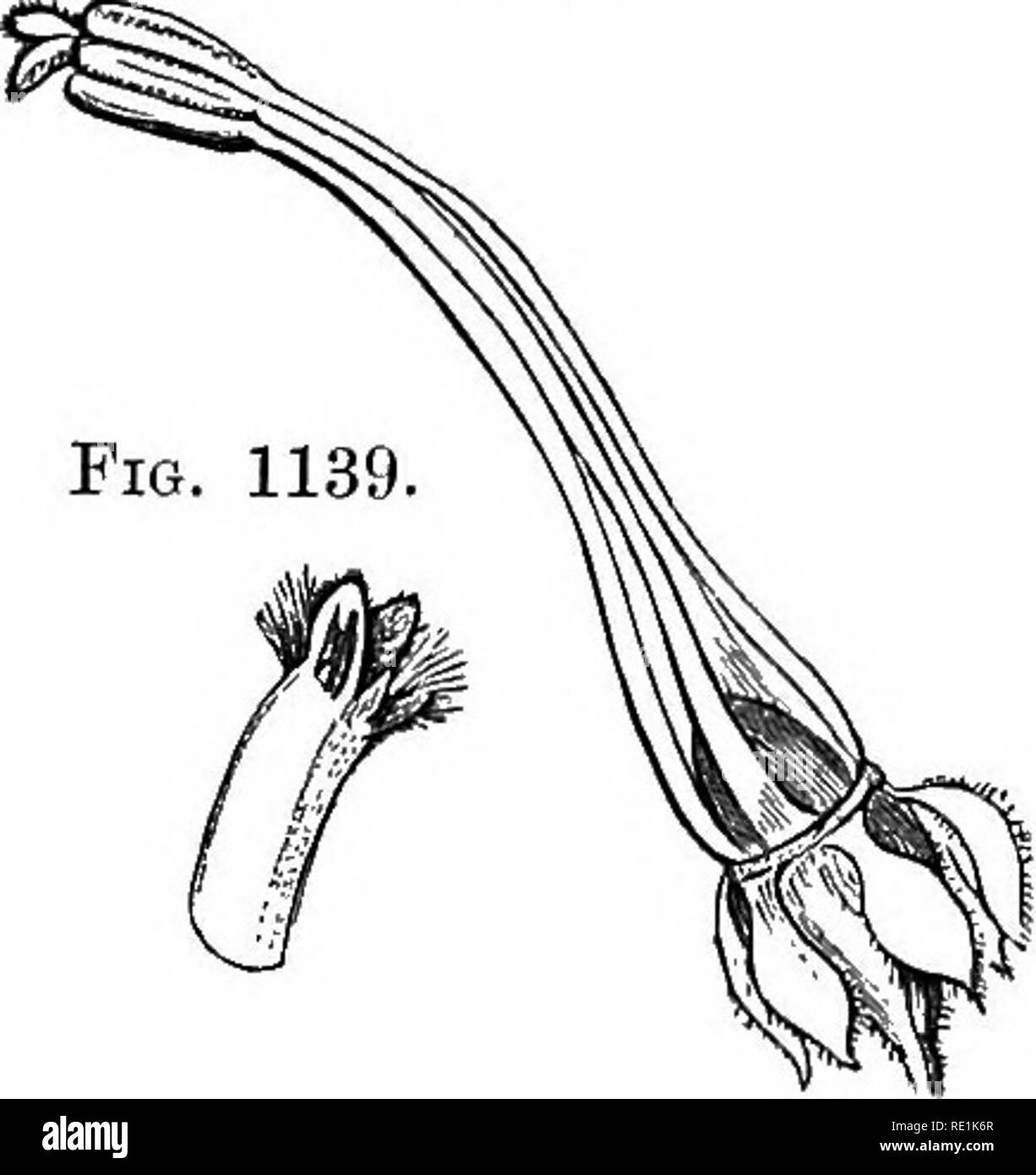 Capsular fruit Black and White Stock Photos & Images - Alamy