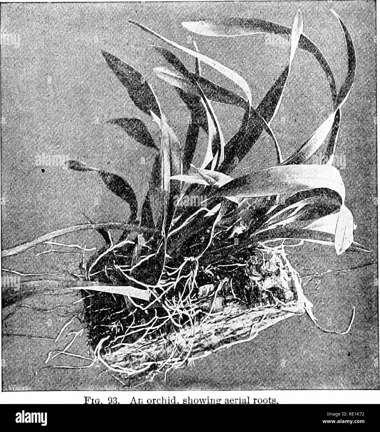 . Plant studies; an elementary botany. Botany. 98 PLANT STUDIES Plants ...