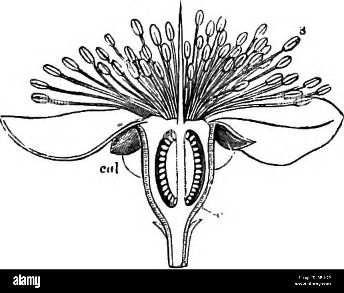 Acropetal hi-res stock photography and images - Alamy