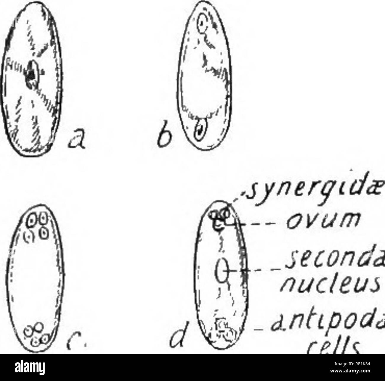 . South African botany. Botany. Pia. 68.—Orthotropous Ovule, Show- ing ...