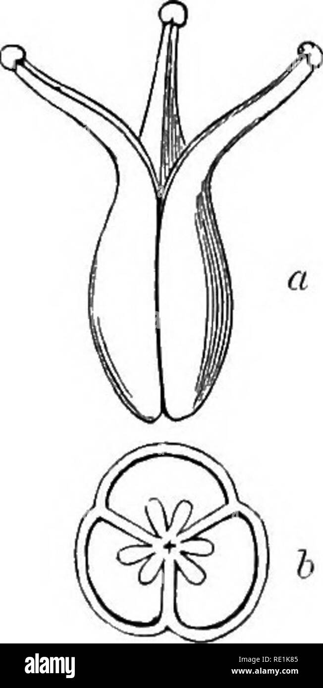 . A manual of botany. Botany. Fig. 268. Fig. 269.. Fi'/. 266 ...