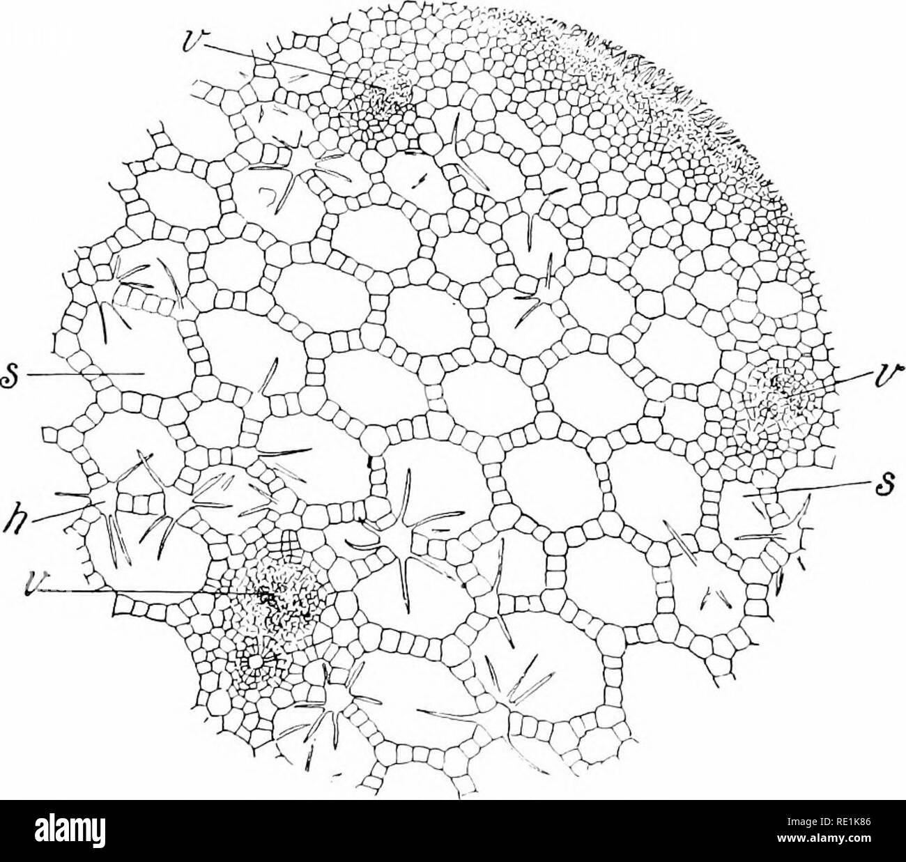 Water Lily Leaf Cross Section