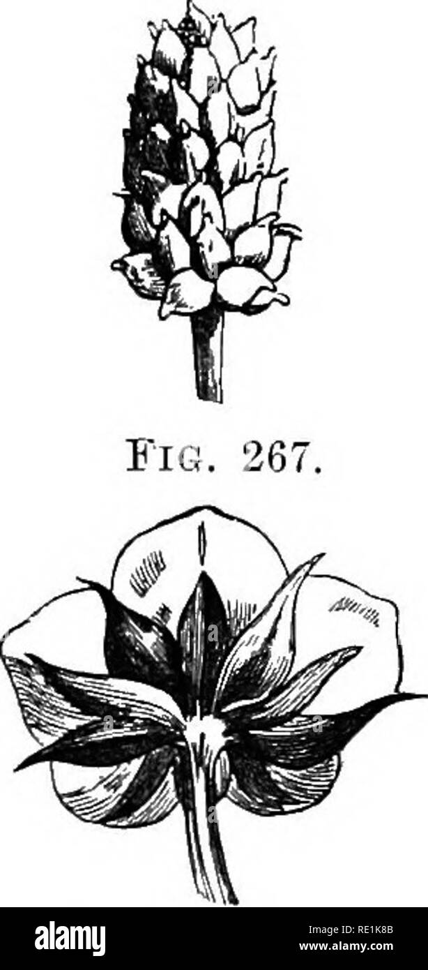 Epicalyx Black and White Stock Photos & Images - Alamy