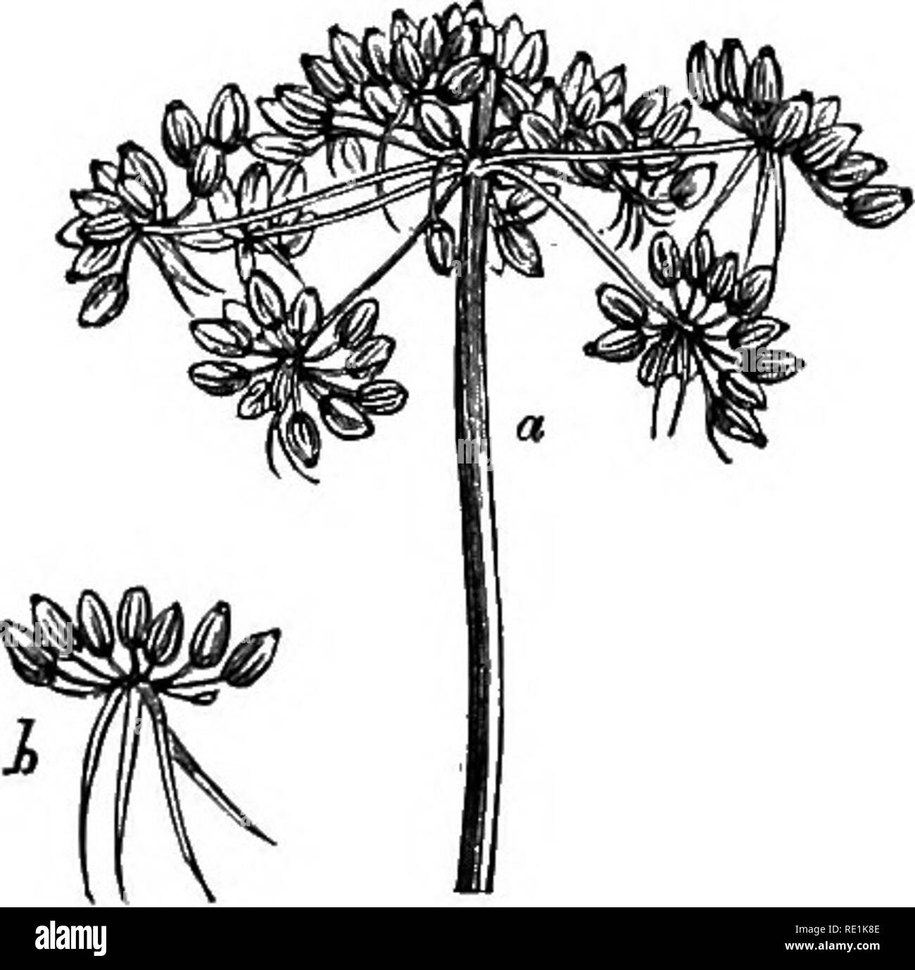 Mericarps Black and White Stock Photos & Images - Alamy