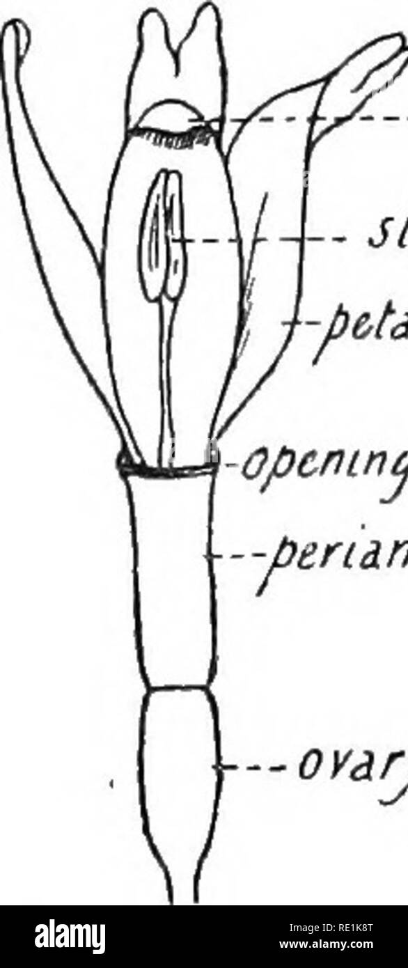 Passiflora ovary Black and White Stock Photos & Images - Alamy