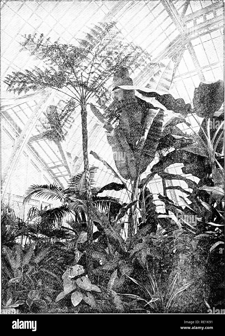 Columnar crown Black and White Stock Photos & Images - Alamy