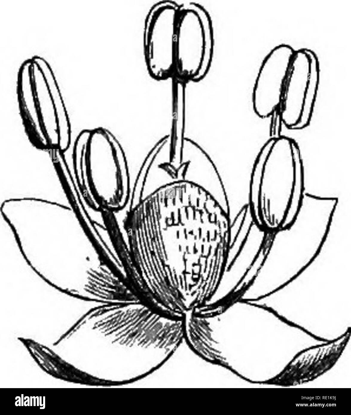 Ternate leaf hi-res stock photography and images - Alamy