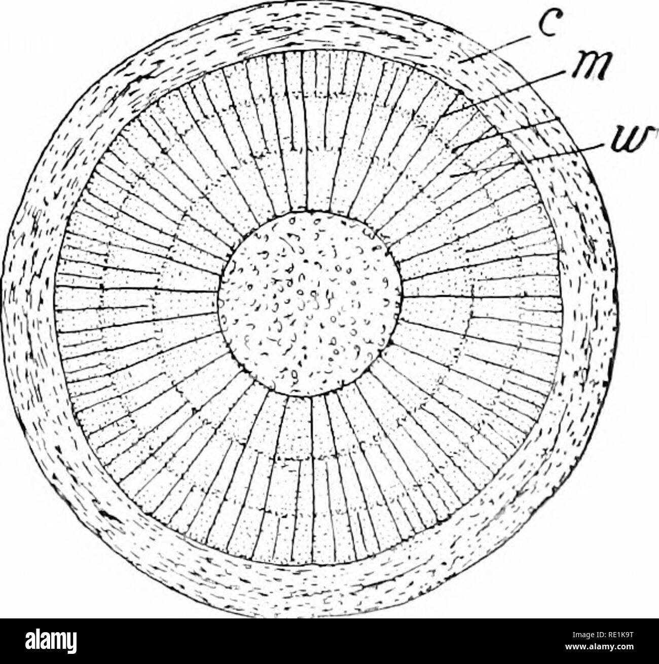 . Plant studies; an elementary botany. Botany. Fig. 78. Section across ...