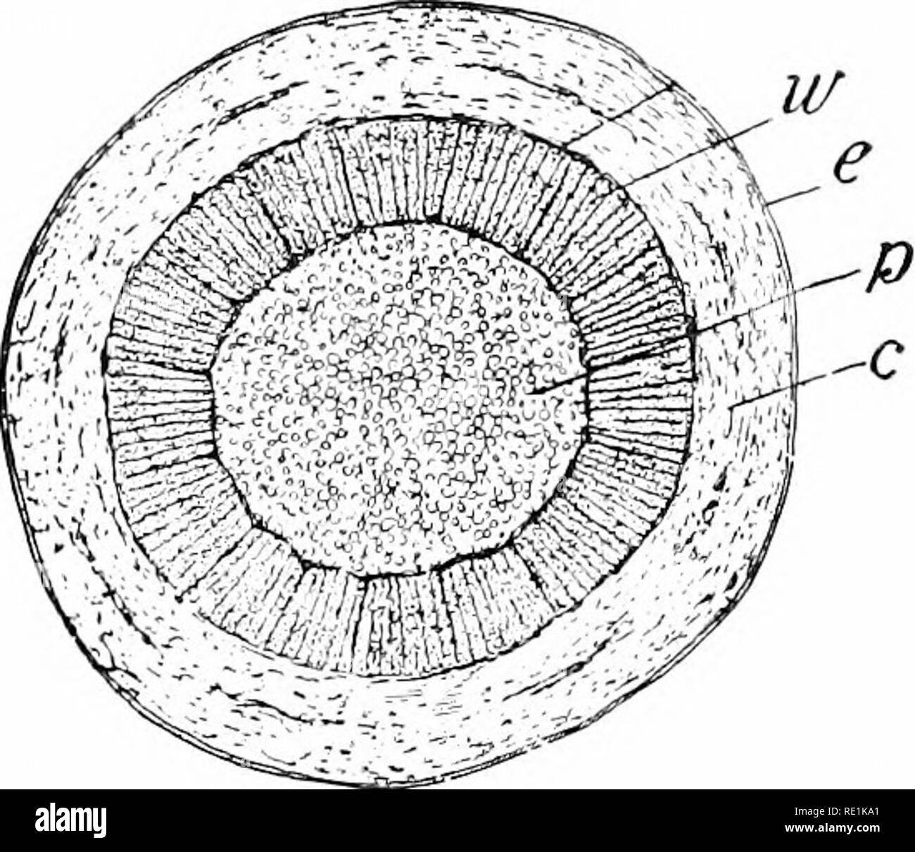 . Plant studies; an elementary botany. Botany. 84 PLANT STUDIES. Fig ...