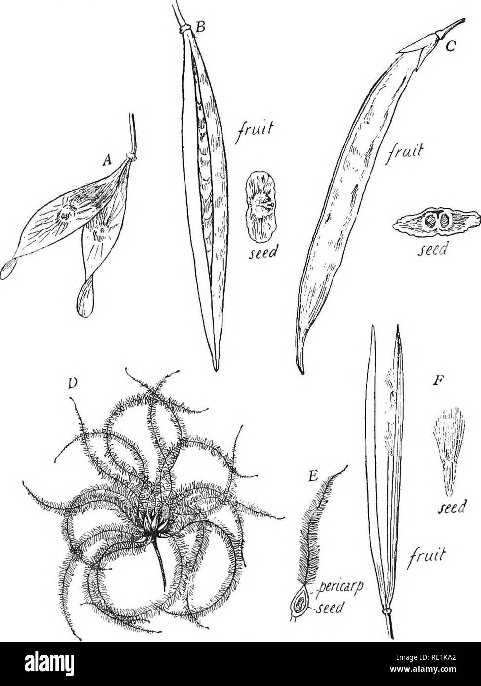 Plumed tail Cut Out Stock Images & Pictures - Alamy