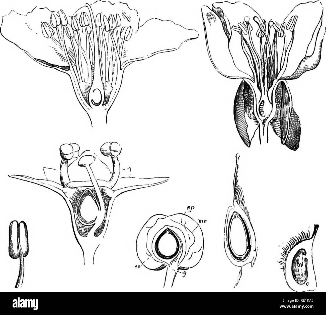 Cydonia sp hi-res stock photography and images - Alamy