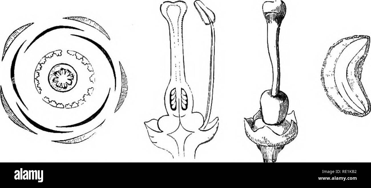 Exstipulate High Resolution Stock Photography and Images - Alamy