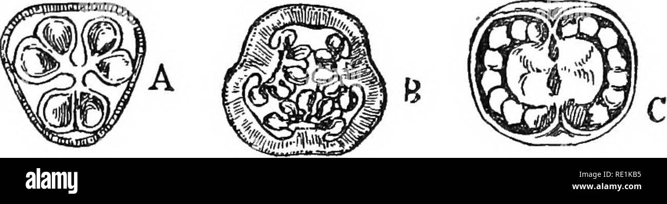 Loculus Stock Photos & Loculus Stock Images - Alamy