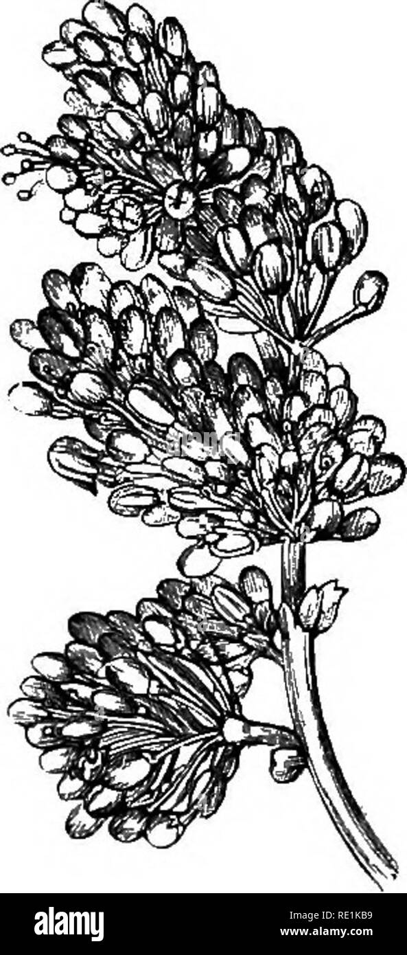 Inflorescence chestnut Black and White Stock Photos & Images - Alamy