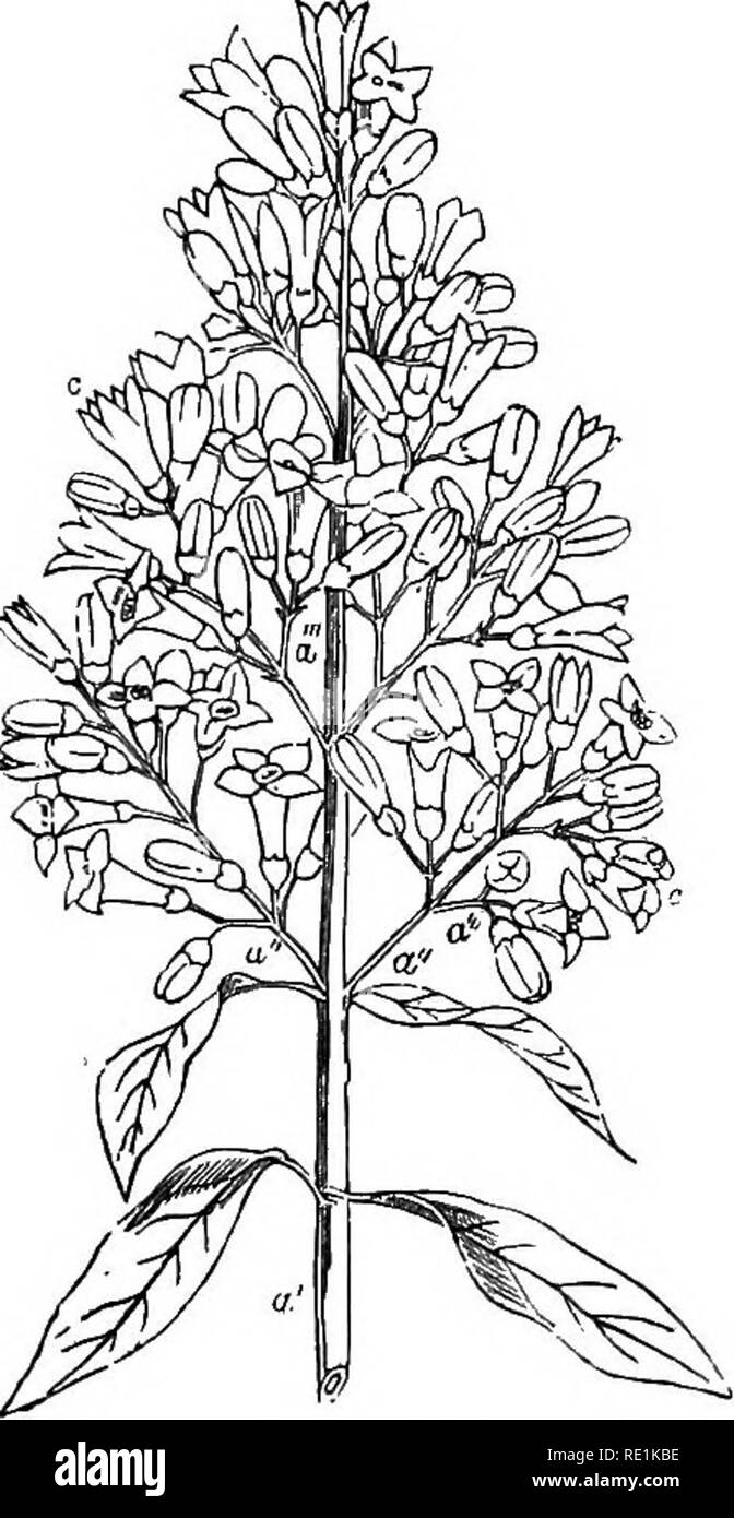 Panicle flower Black and White Stock Photos & Images - Alamy