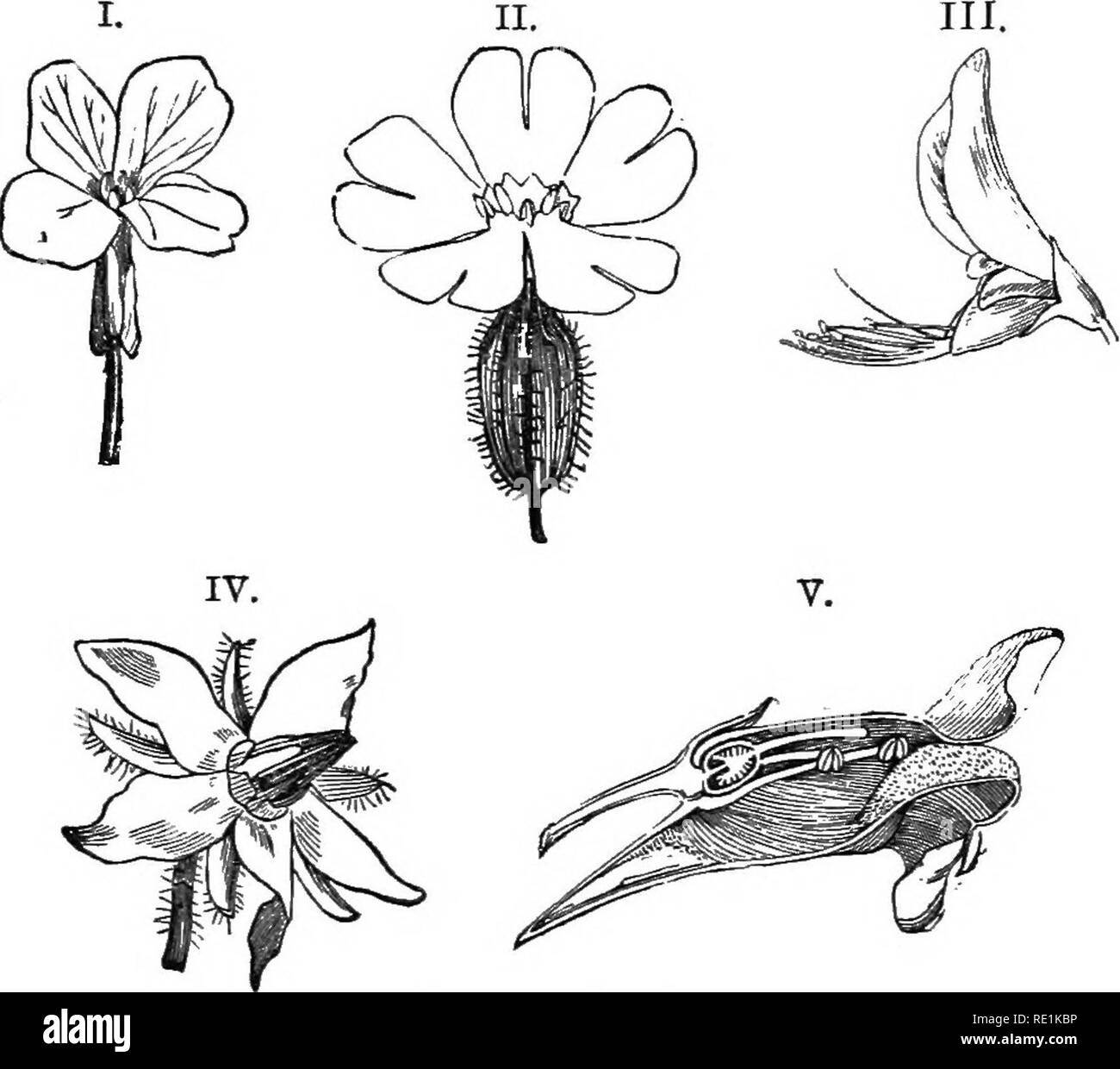 Cruciform flower Cut Out Stock Images & Pictures - Alamy
