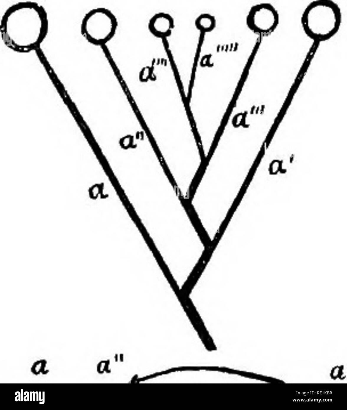 Cymose inflorescences hi-res stock photography and images - Alamy