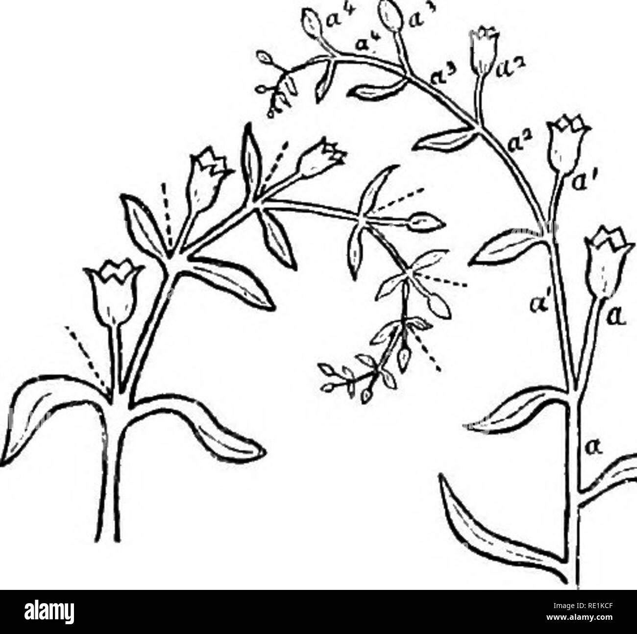 Scorpioid cyme hi-res stock photography and images - Alamy