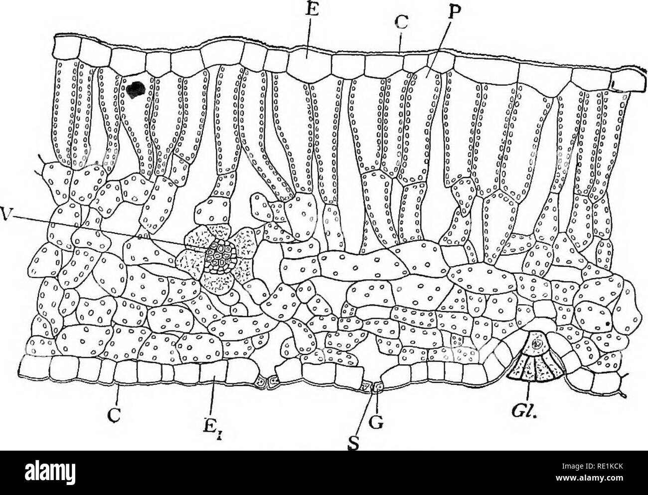 Guard cells stoma Black and White Stock Photos & Images - Alamy