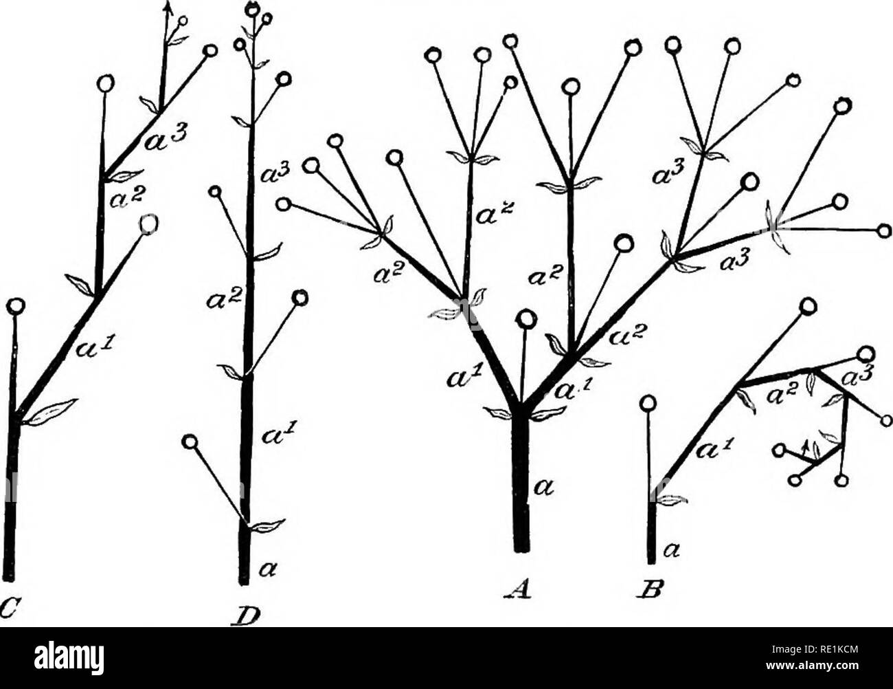 Tertiary branches hi-res stock photography and images - Alamy