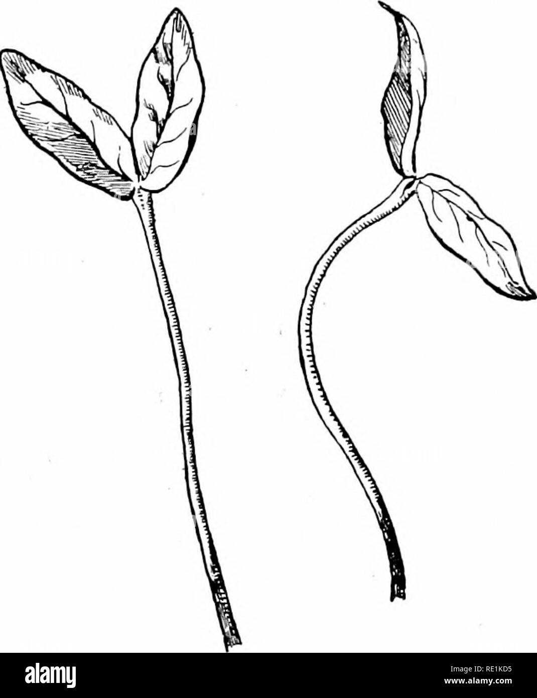 . Plant studies; an elementary botany. Botany. SHOOTS 78 leaves that no ...