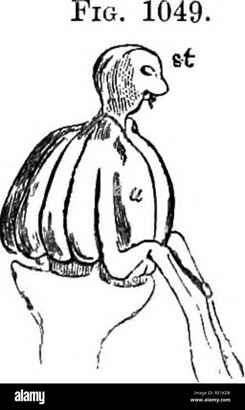 Capitate l hi-res stock photography and images - Alamy