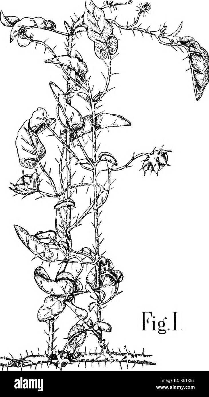 Cheel bird hi-res stock photography and images - Alamy