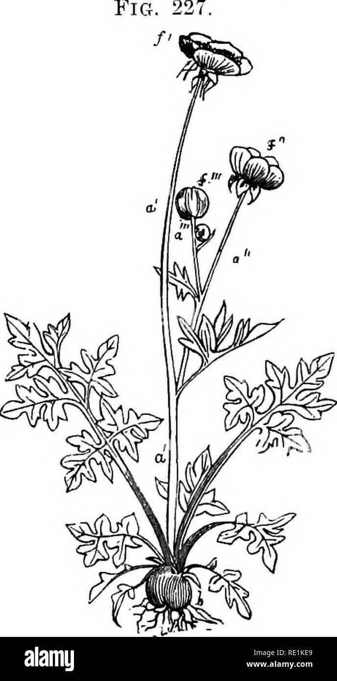 . A manual of botany. Botany. MORPHOLOGY OF REPRODUCTIVE ORGANS 119 ...