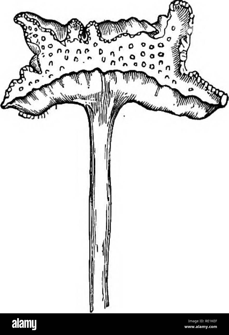 Hypanthodium hi-res stock photography and images - Alamy