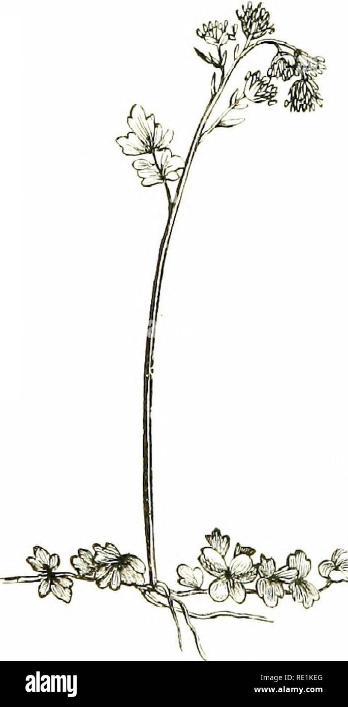 . Flowers of the field. Botany. RANUNCUI.ALE,F. twisting their petioles ...