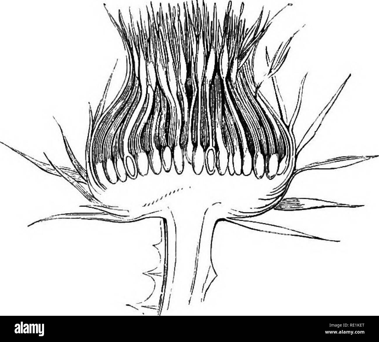 Conical bush Black and White Stock Photos & Images - Alamy