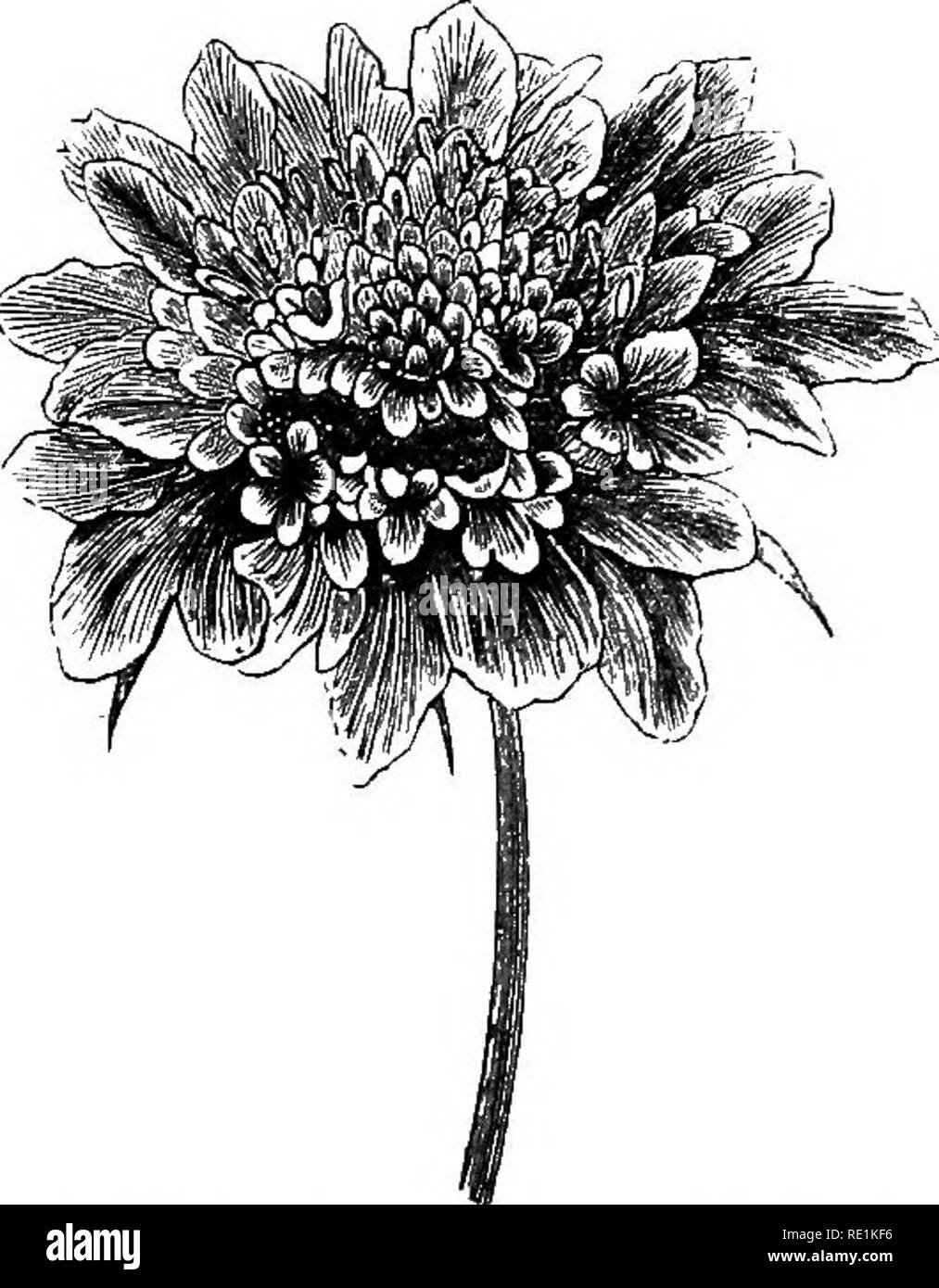 Crowded umbels Black and White Stock Photos & Images - Alamy