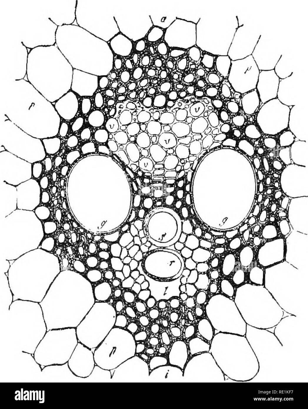 Xylem vessel High Resolution Stock Photography and Images - Alamy