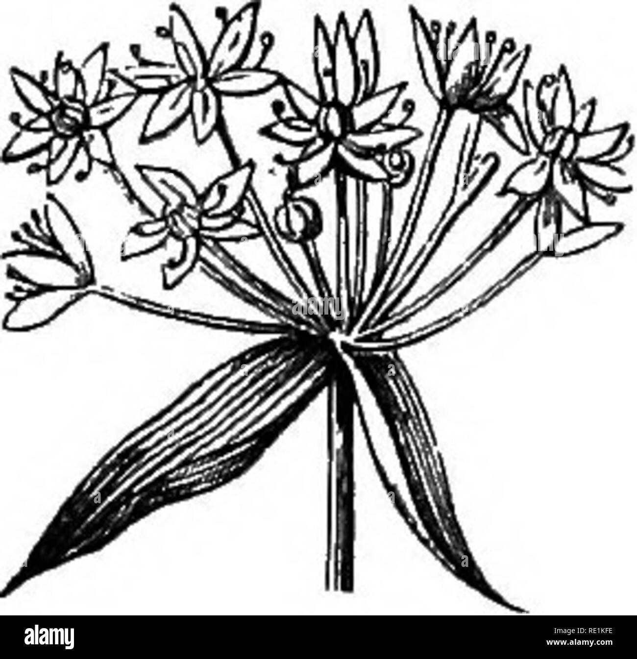 Sessile florets hi-res stock photography and images - Alamy