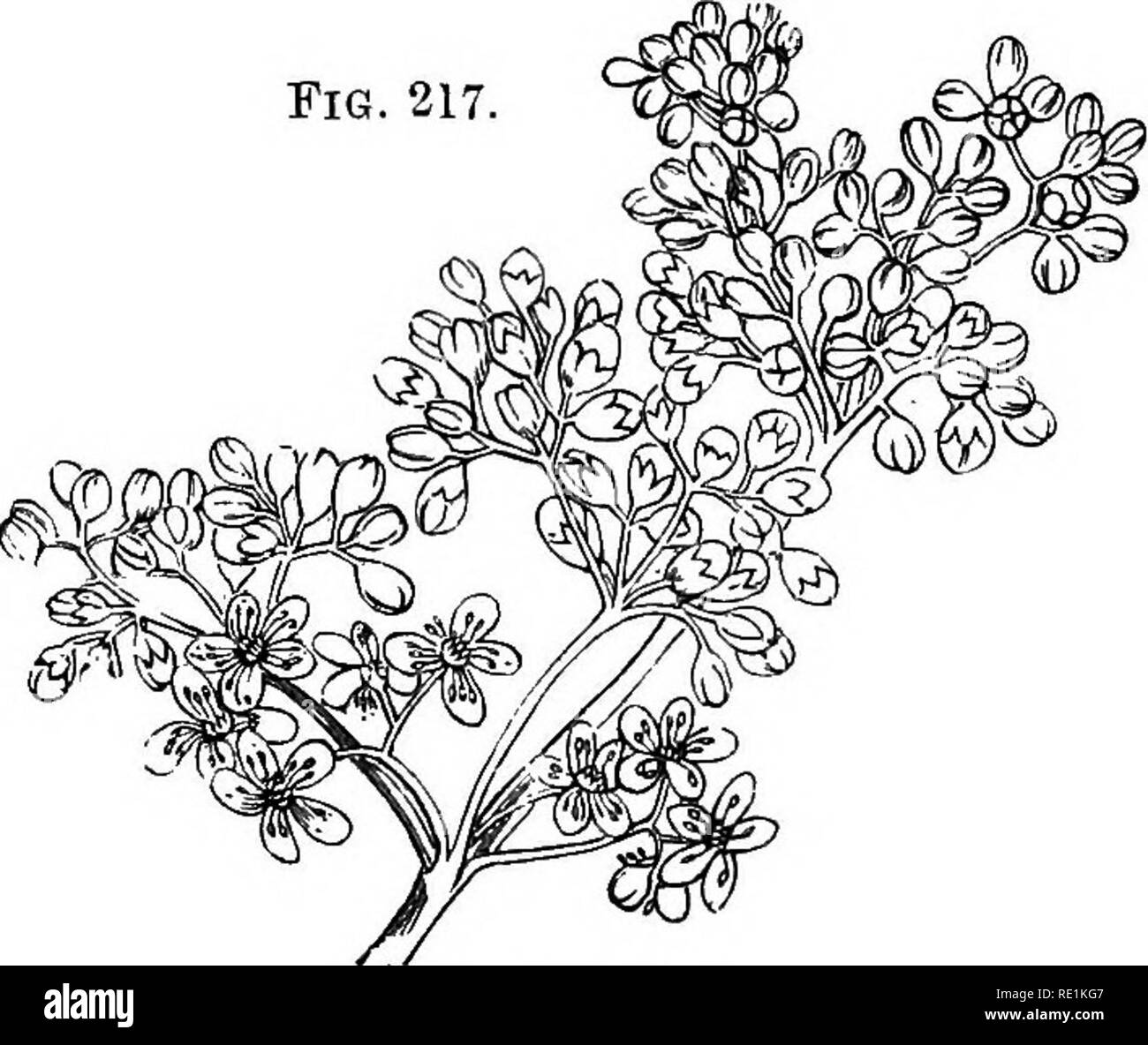 Compound inflorescence Cut Out Stock Images & Pictures - Alamy