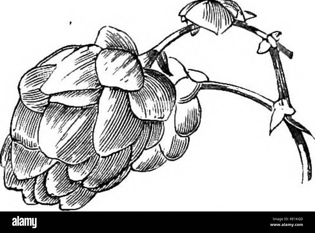 Hop scales Black and White Stock Photos & Images - Alamy