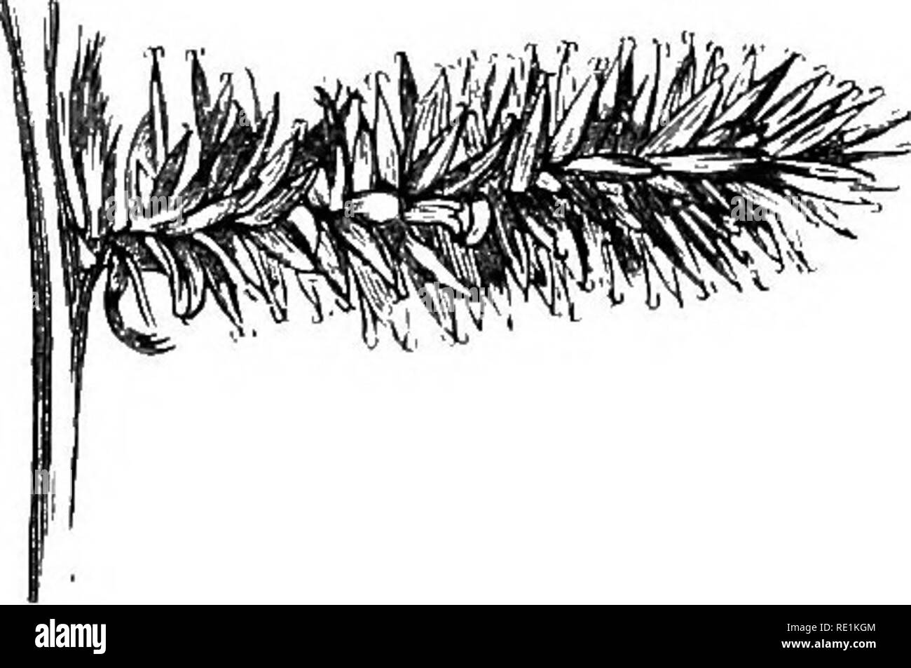Hop scales Black and White Stock Photos & Images - Alamy