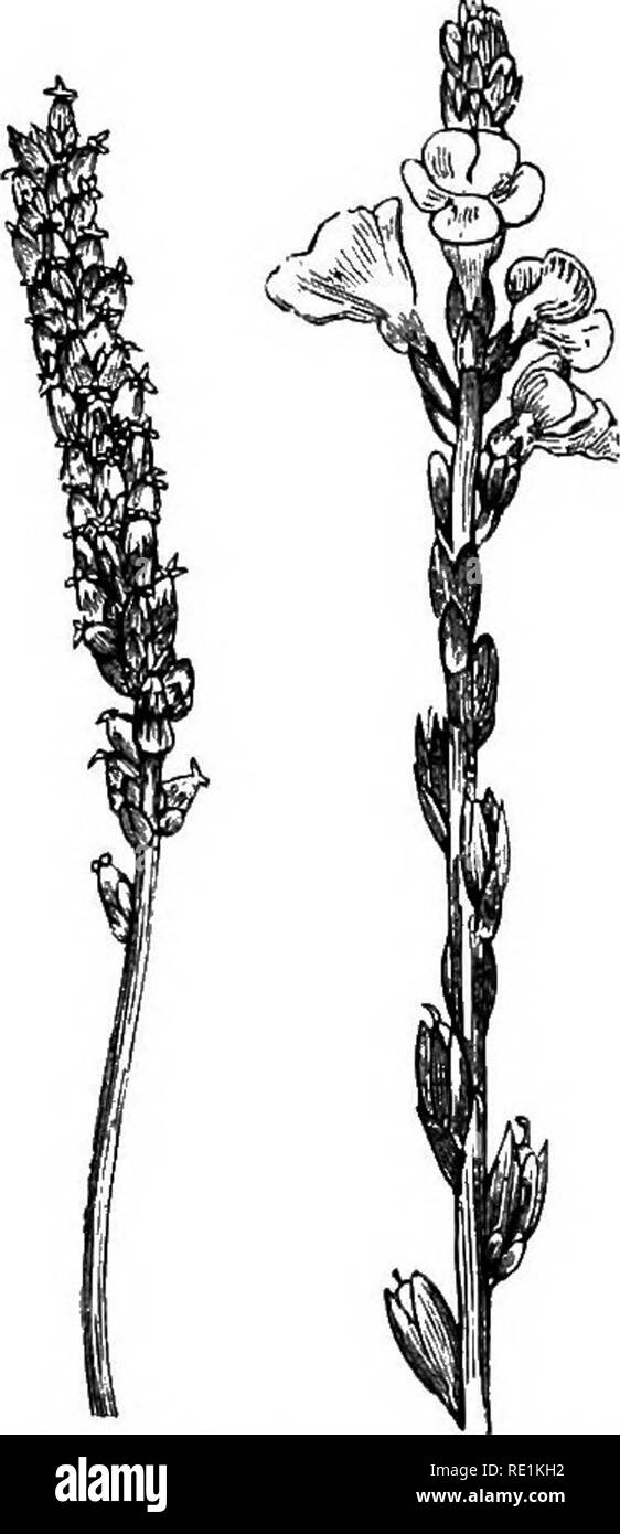 . A manual of botany. Botany. 112 MANUAL OF BOTANY Fig. 212. Fig. 213 ...