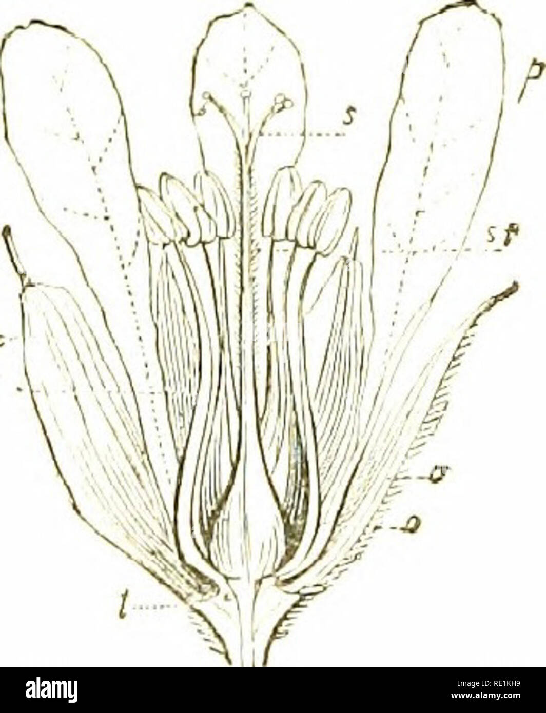 . Flowers of the field. Botany. introduction' The Flower is a branch ...
