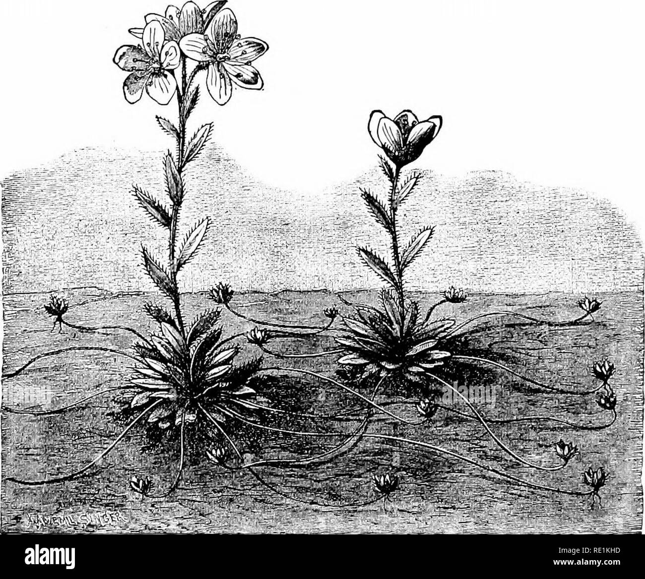 Runner Plant Examples