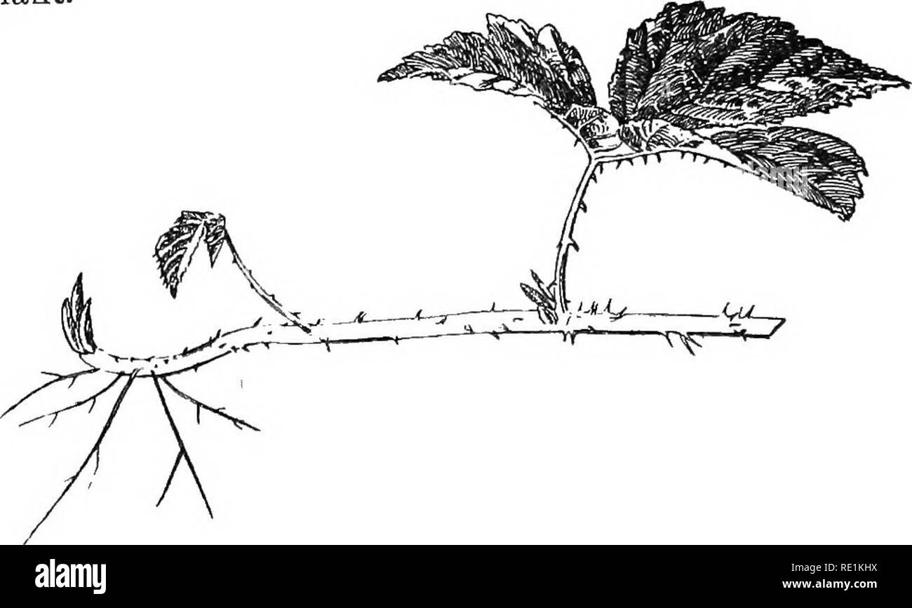 Creeping rhizome Black and White Stock Photos & Images - Alamy